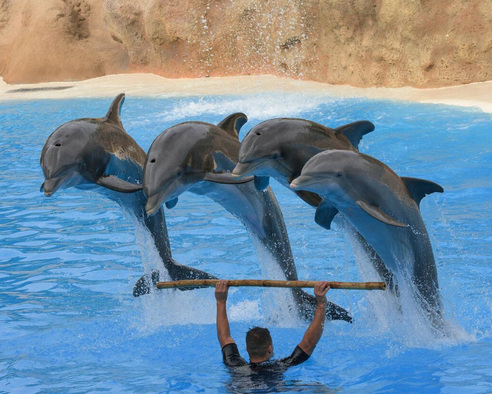 Get Unforgettable Dolphin Show Experience | Bestway Trip